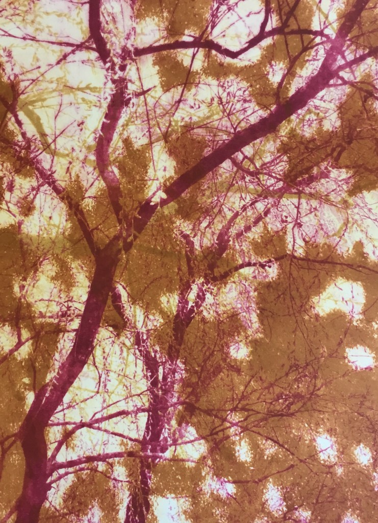 Lithographs - Sally Frank | Printmaker